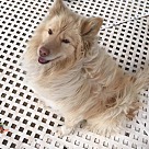 Collie Puppies - Collie Rescue and Adoption Near You