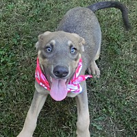 Adopt - Companion Pet Rescue