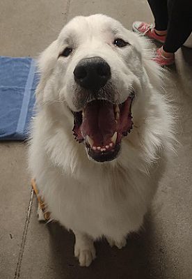Tucson, AZ - Great Pyrenees. Meet APOLLO a Pet for Adoption - AdoptaPet.com