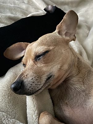 Black Hawk, CO - Chihuahua. Meet Chacha a Pet for Adoption - AdoptaPet.com