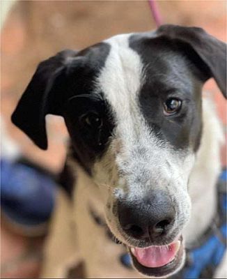St. Louis, MO - Labrador Retriever/English Pointer. Meet Teddy a Pet ...