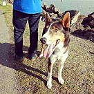 Collie Puppies - Collie Rescue and Adoption Near You