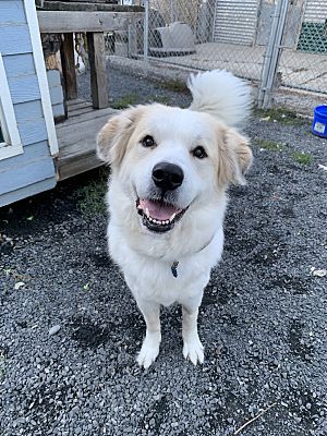 Moscow, ID - Great Pyrenees/Mixed Breed (Large). Meet Bertha a Pet for ...