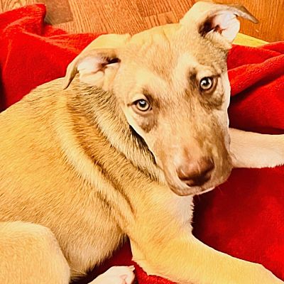 Colorado Springs, CO - Labrador Retriever. Meet Cinnamon a Pet for ...