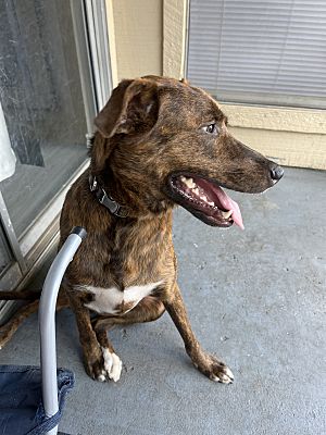Houston, TX - German Shorthaired Pointer/Cocker Spaniel. Meet Buddy ...