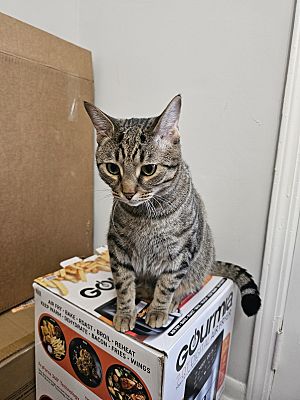 Atlanta, GA - Tabby. Meet Jack Sparrow a Pet for Adoption - AdoptaPet.com