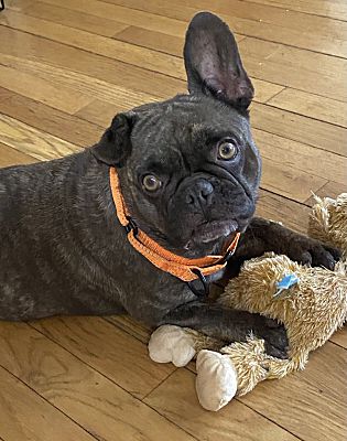Brunswick, ME - French Bulldog. Meet Hannah a Pet for Adoption ...