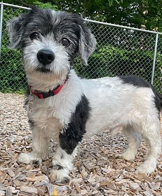 East Hartford, CT - Lhasa Apso/Havanese. Meet Percy a Pet for Adoption ...