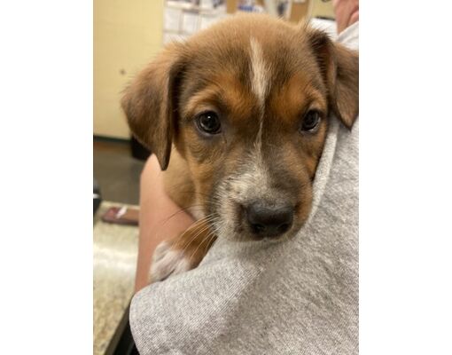 Independence, MO - Mixed Breed (Medium)/Mixed Breed (Medium). Meet ...