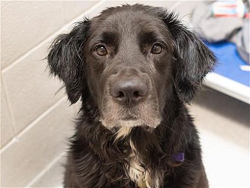 Denver, CO - Flat-Coated Retriever. Meet RAGNAROK a Pet for Adoption ...