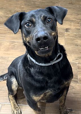 Albany transport, NY - Rottweiler/Plott Hound. Meet Dennis a Pet for ...