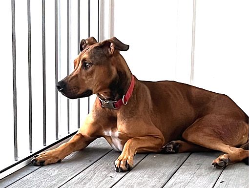 Plano, TX - Rhodesian Ridgeback/Black Mouth Cur. Meet Harley a Pet for ...