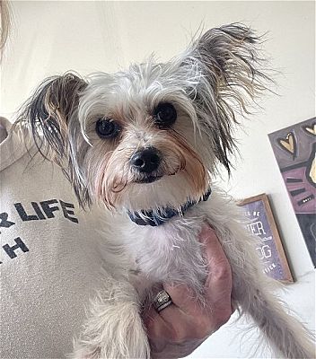 Midway, UT - Papillon/Yorkie, Yorkshire Terrier. Meet Muppet a Pet for ...