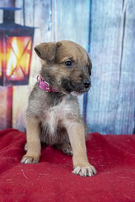 Portland, OR - Border Terrier/Patterdale Terrier (Fell Terrier). Meet ...