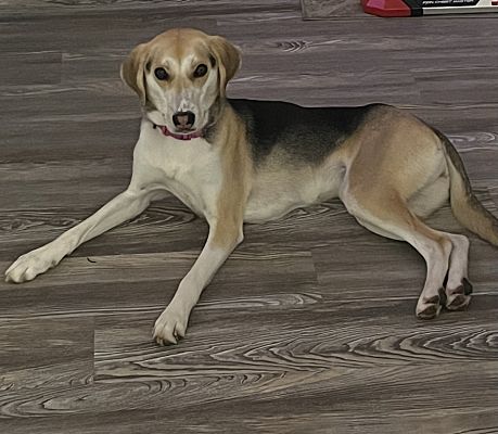 Charlotte, NC - Beagle/Husky. Meet Nova Dior a Pet for Adoption ...