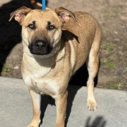 Santa Maria, CA - Black Mouth Cur/Mixed Breed (Medium). Meet Shanti a ...