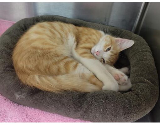 Phoenix, AZ - Domestic Mediumhair. Meet CHESTER a Pet for Adoption ...