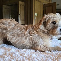 Richfield, MN - Norfolk Terrier/Maltese. Meet Addie a Pet for Adoption ...