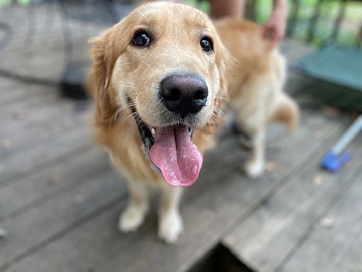 Memphis, TN - Golden Retriever. Meet Clover a Pet for Adoption ...