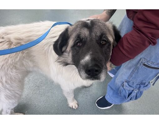 Newton, KS - Great Pyrenees. Meet Joe a Pet for Adoption - AdoptaPet.com