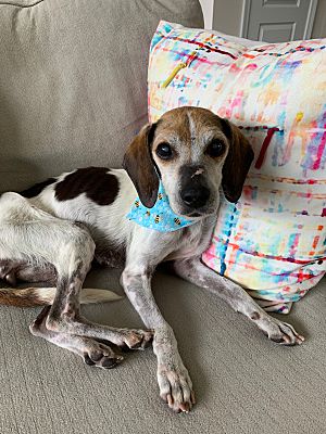 Charlotte, NC - Beagle. Meet Bailey a Pet for Adoption - AdoptaPet.com