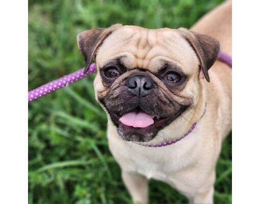 Hartford, CT - Pug. Meet Hugo BW* a Pet for Adoption - AdoptaPet.com
