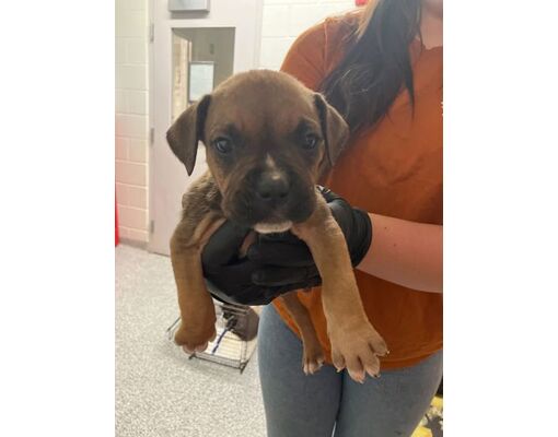 Knoxville, TN - American Pit Bull Terrier/Mixed Breed (Medium). Meet ...