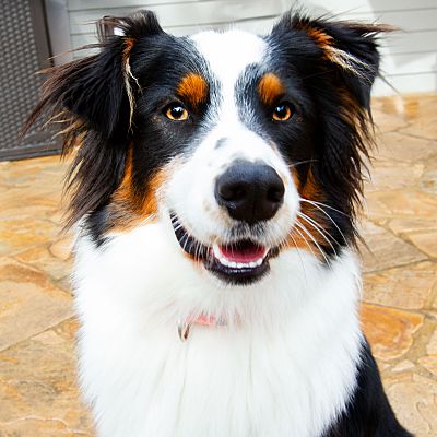 Malibu, CA - Australian Shepherd. Meet Poppy a Pet for Adoption ...