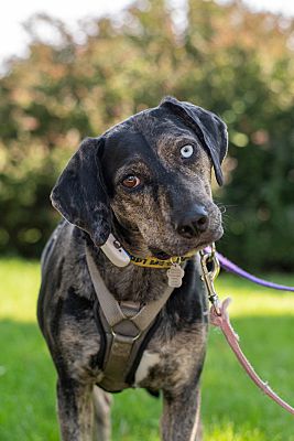 Mississauga, ON - Catahoula Leopard Dog/Mixed Breed (Medium). Meet ...