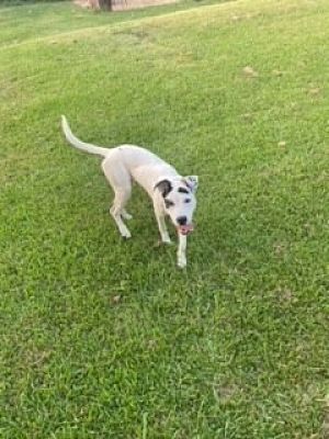 Brandon, MS - Labrador Retriever. Meet Luna a Pet for Adoption ...