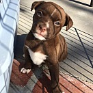 Boston Terrier Puppies - Boston Terrier Rescue and Adoption