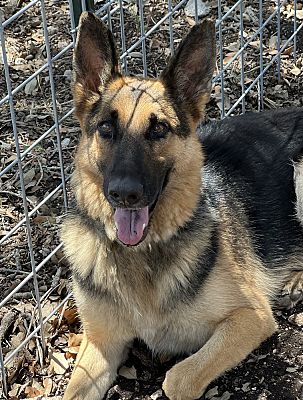 Frederick, MD - German Shepherd Dog. Meet Bruno a Pet for Adoption ...