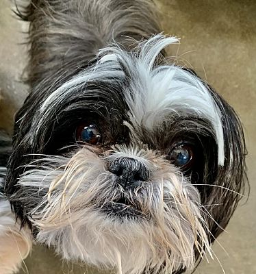 Washburn, MO - Shih Tzu. Meet Clayton R. a Pet for Adoption - AdoptaPet.com