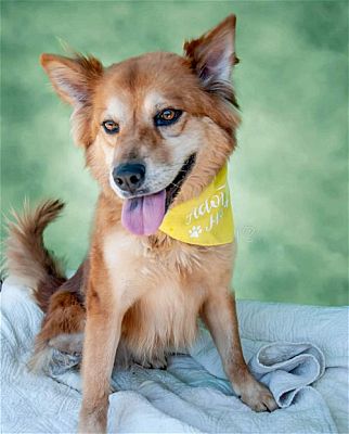 Los Angeles, CA - Shiba Inu/Spitz (Unknown Type, Medium). Meet Yuki ...