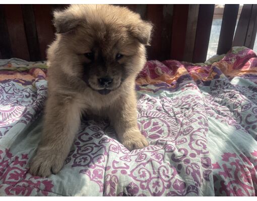 Rialto, CA - Chow Chow. Meet Peach a Pet for Adoption - AdoptaPet.com