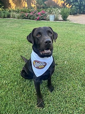 Denton, TX - Labrador Retriever. Meet River a Pet for Adoption ...