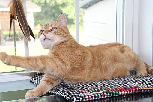 Medfield, MA - Domestic Shorthair. Meet Choogie a Pet for Adoption ...