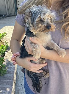 Lathrop, CA - Yorkie, Yorkshire Terrier. Meet Ed a Pet for Adoption ...