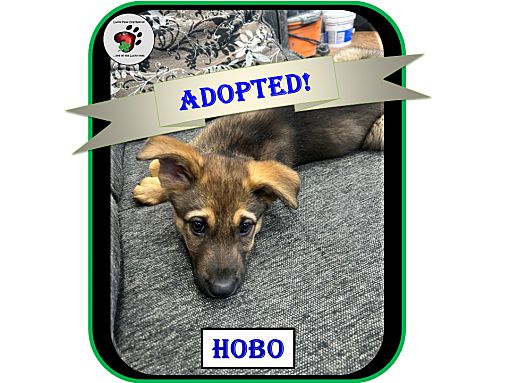 Regina, SK - German Shepherd Dog/Mixed Breed (Large). Meet Hobo ...