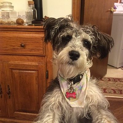 Buford, GA - Schnoodle. Meet Barkley a Pet for Adoption - AdoptaPet.com