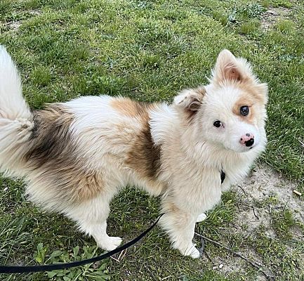 Clive, IA - Samoyed/Australian Shepherd. Meet Eski a Pet for Adoption ...