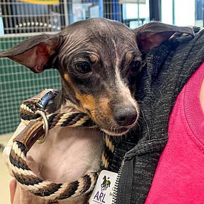 Des Moines, IA - Rat Terrier. Meet Winky a Pet for Adoption - AdoptaPet.com