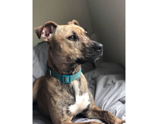 Albany, IN - Mixed Breed (Medium). Meet Mya a Pet for Adoption ...