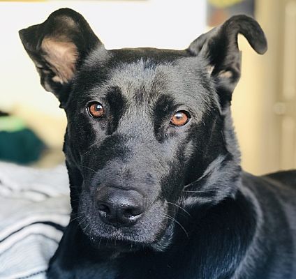 Silverdale, WA - Labrador Retriever. Meet Sasha - Cross Posting a Pet ...