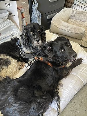 Flushing, NY - Cocker Spaniel. Meet Merle and Chibbs a Pet for Adoption ...