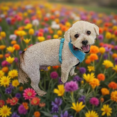 Idyllwild, CA - Poodle (Miniature). Meet Chappy a Pet for Adoption ...
