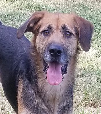 Maryville, TN - Airedale Terrier/Labrador Retriever. Meet Duke a Pet ...