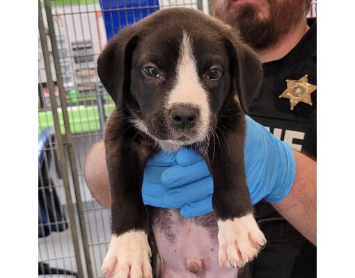 Montgomery, AL - American Pit Bull Terrier/Mixed Breed (Medium). Meet ...