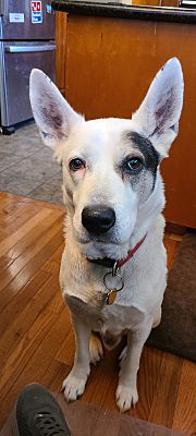Pittsburgh, PA - German Shepherd Dog/Husky. Meet Bailey a Pet for ...