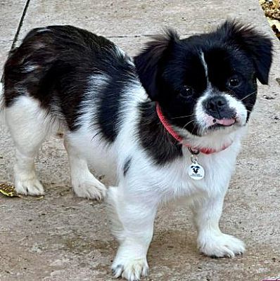 Mead, CO - Pekingese/Mixed Breed (Small). Meet Molly a Pet for Adoption ...